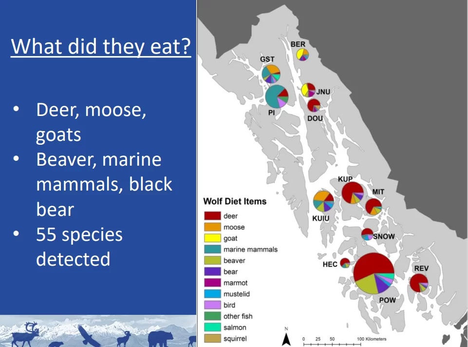 Scientists present theories for deer decline at Prince of Wales Island ...