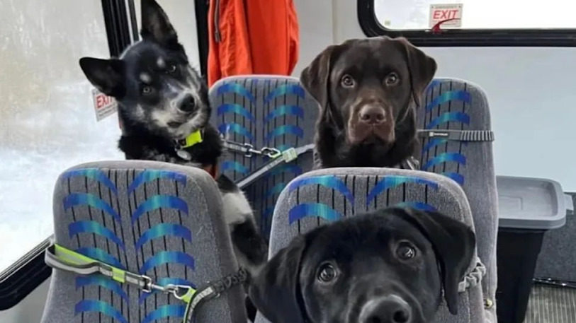 Skagway’s dog bus is an internet sensation