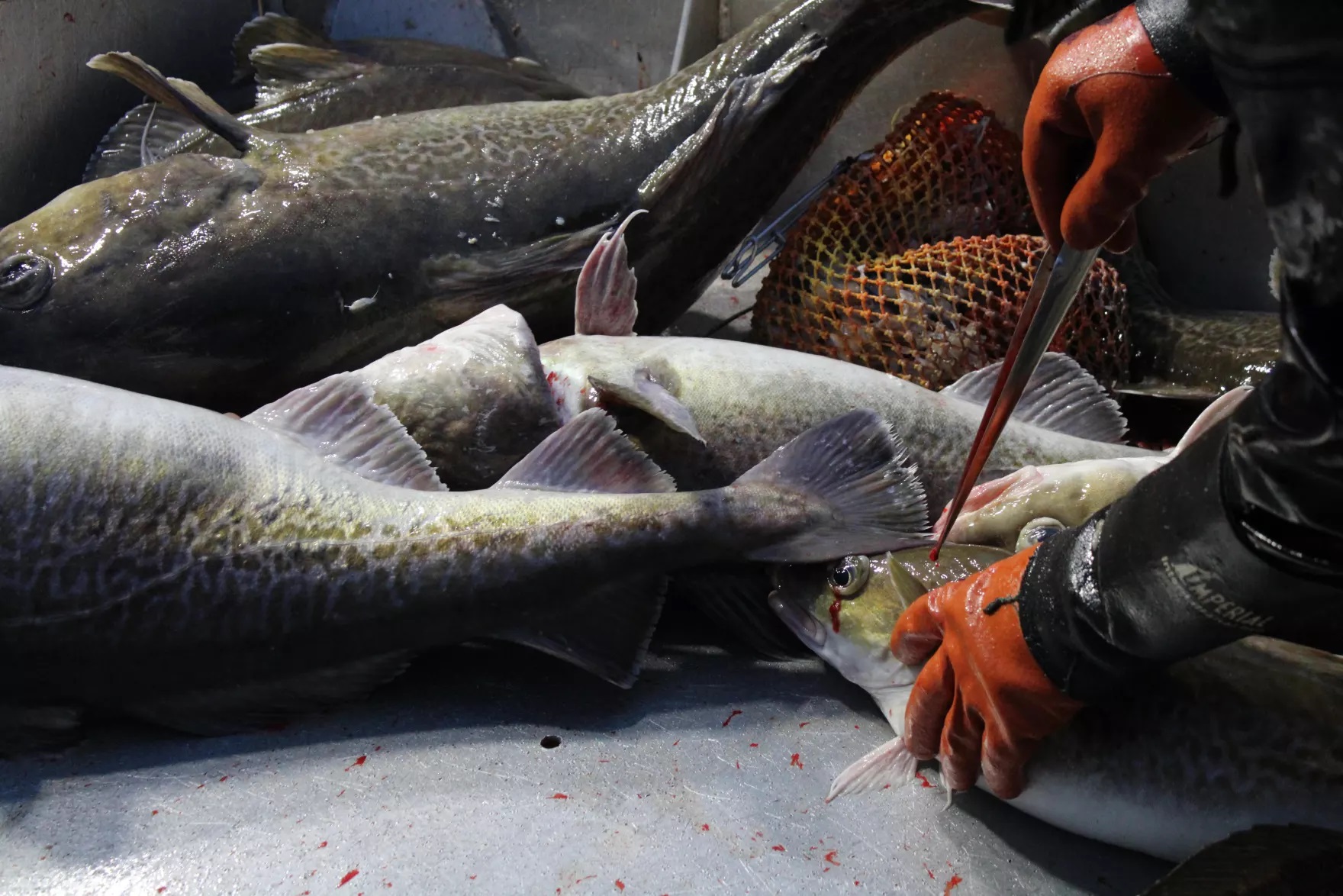 Bering Sea cod fisherman fights for better catch price amid slow ...