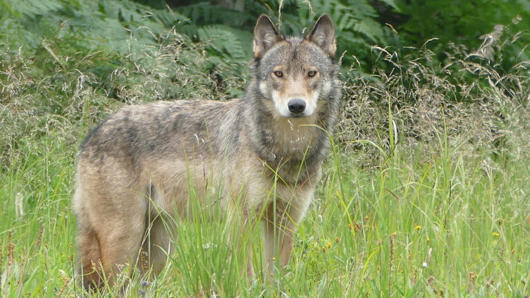 Trappers take 62 wolves during month-long Prince of Wales Island season