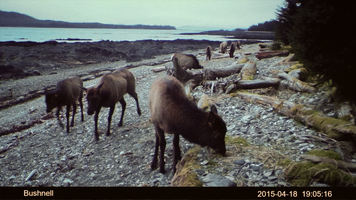 Board of Game authorizes first Zarembo Island elk hunt in 17 years