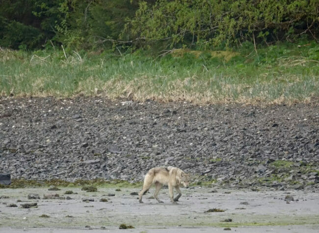 On a tiny Southeast Alaska island, wolves are eating sea otters like ...