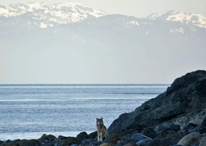 On a tiny Southeast Alaska island, wolves are eating sea otters like ...