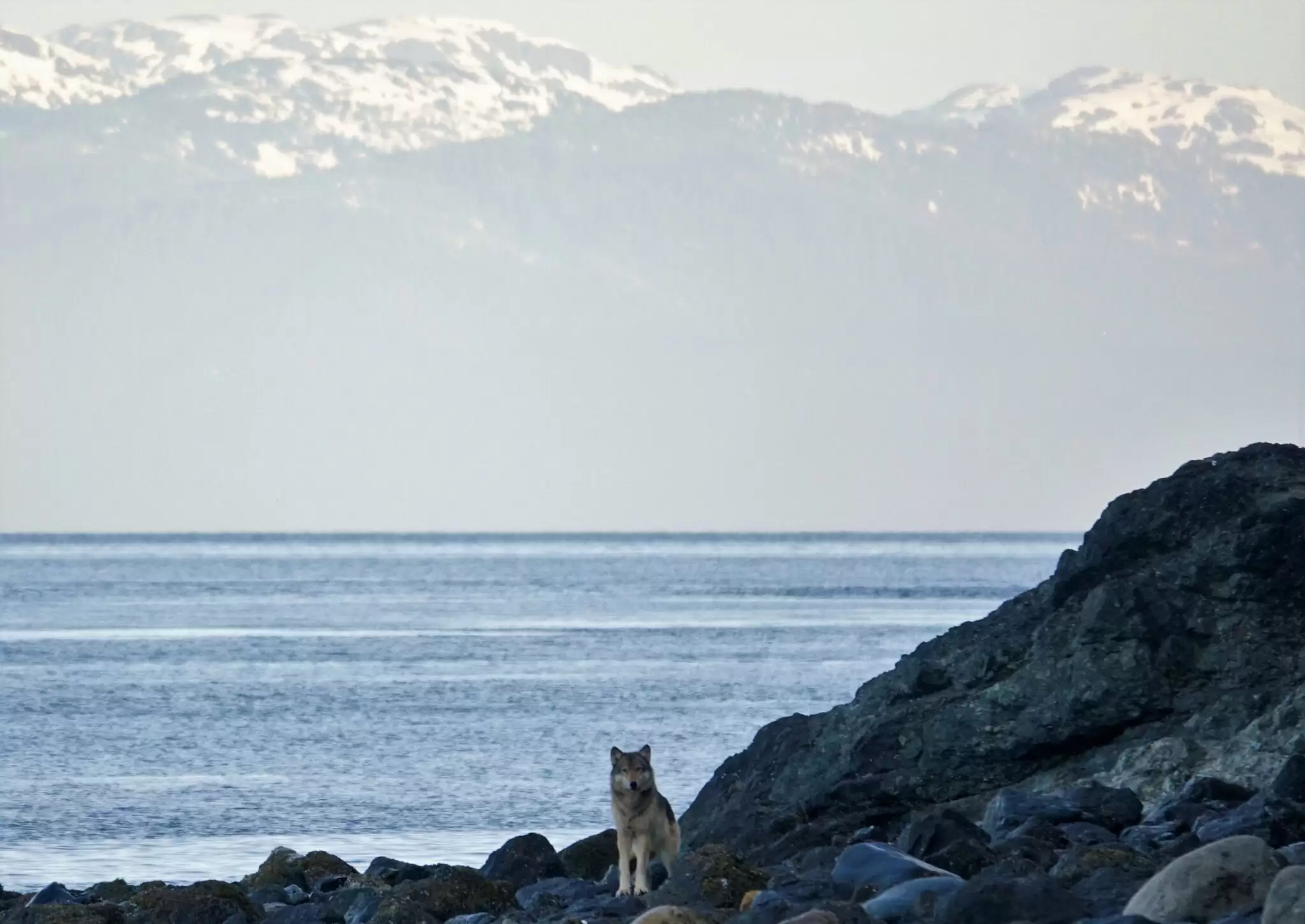 On a tiny Southeast Alaska island, wolves are eating sea otters like ...