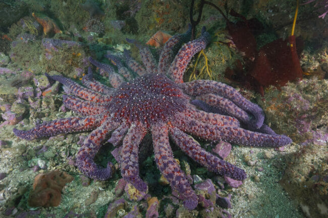 Diminished population of sunflower sea stars may get Endangered Species ...