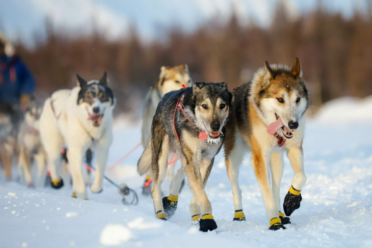 The 2023 Iditarod starts this weekend. Here’s what to know.