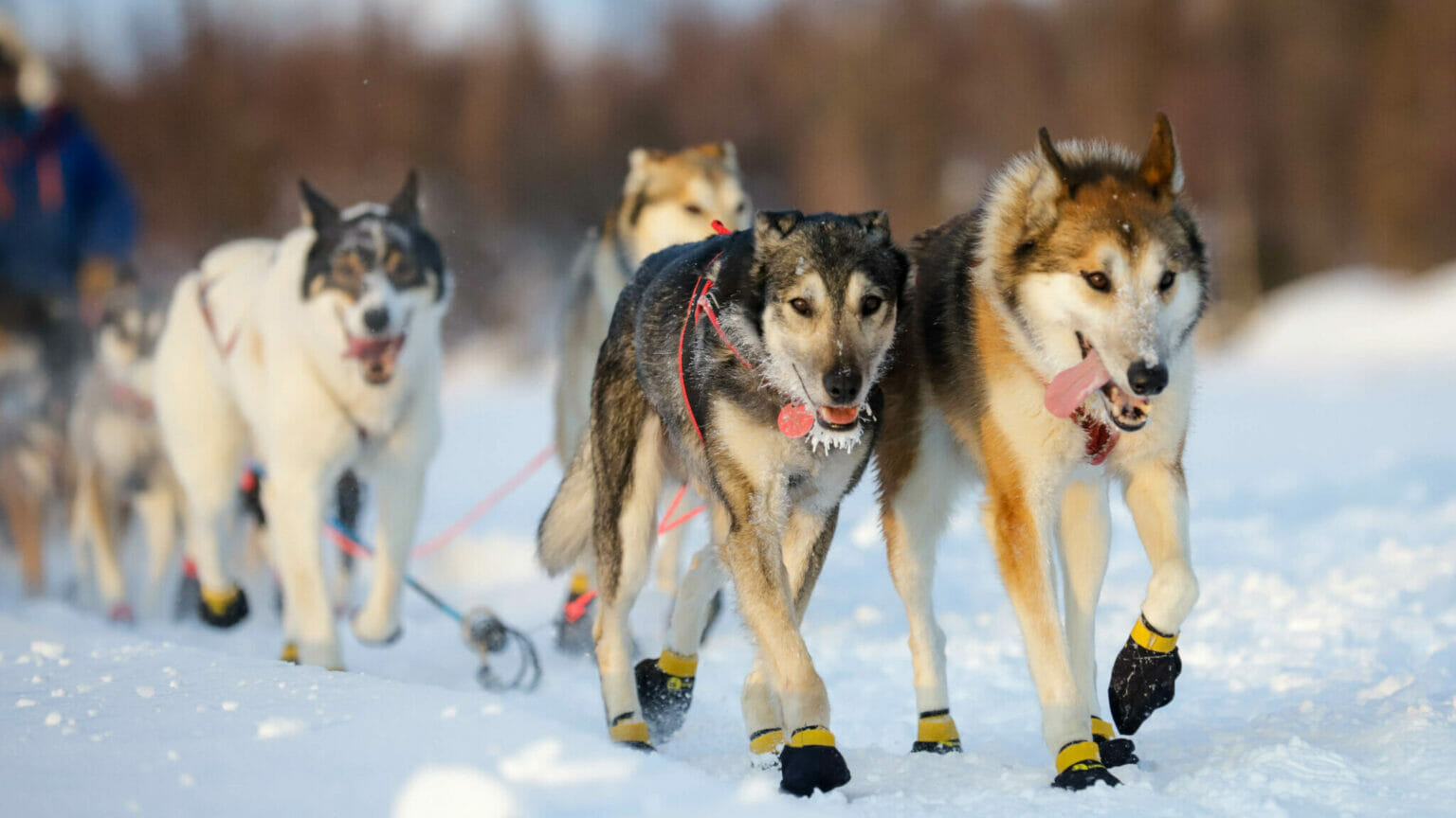 The 2023 Iditarod starts this weekend. Here’s what to know.