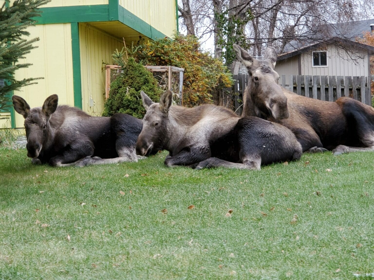 Antibiotic-resistant microbes lurk in poop of Anchorage moose, UAA ...