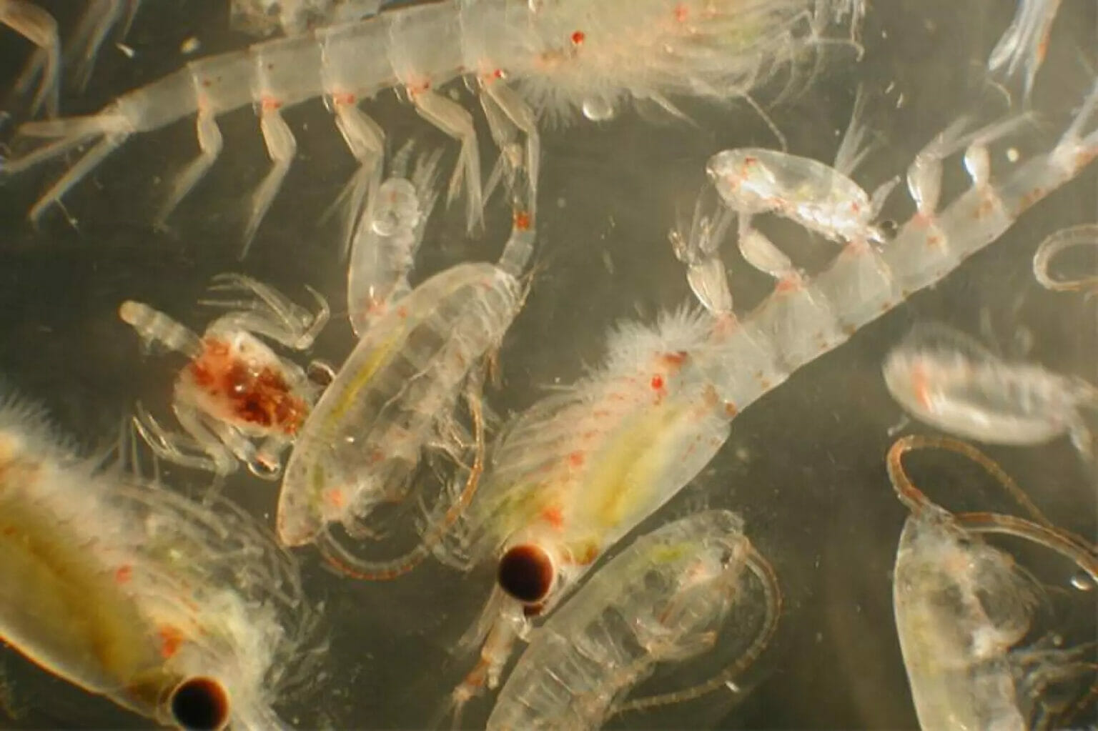 The Bering Sea's smallest organisms are losing fat, putting larger ...