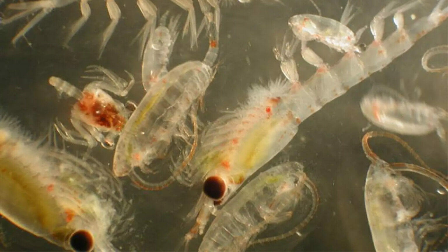 The Bering Sea's smallest organisms are losing fat, putting larger ...