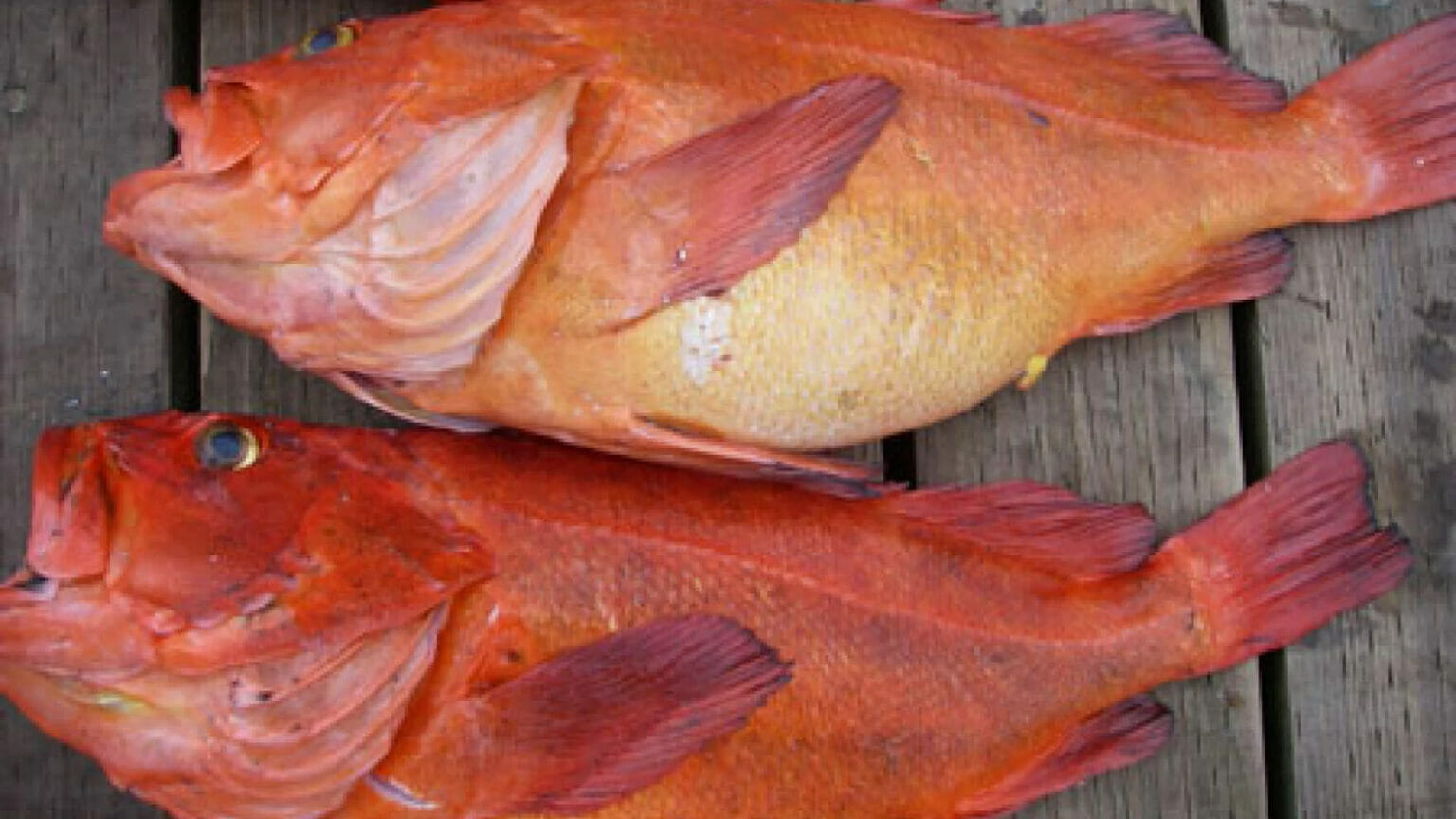 As fishing guides diversify, rockfish feel the pressure