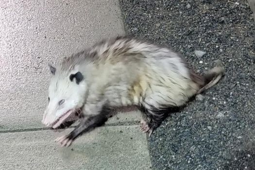 Homer's elusive possum, finally captured, will not be killed after all