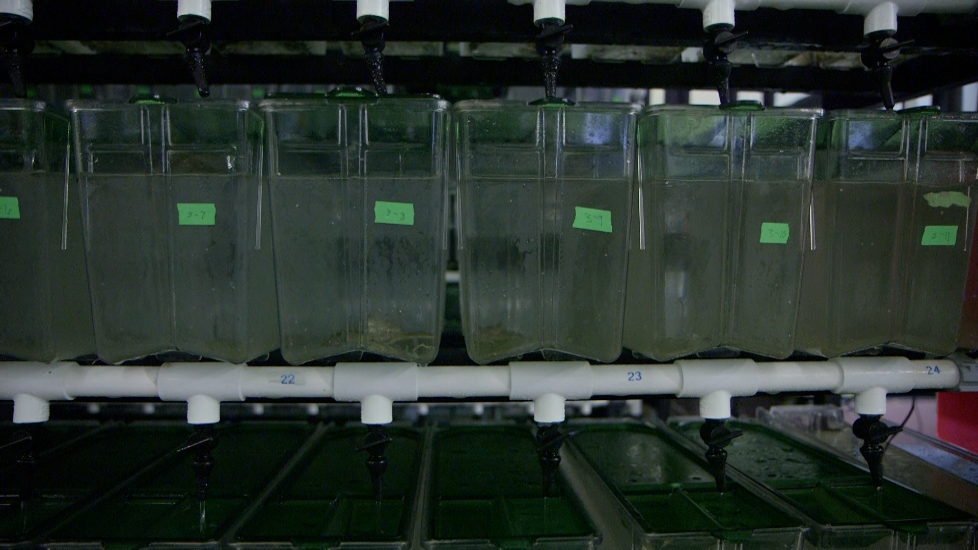 10 billion snow crabs disappeared from the Bering Sea. Scientists and ...