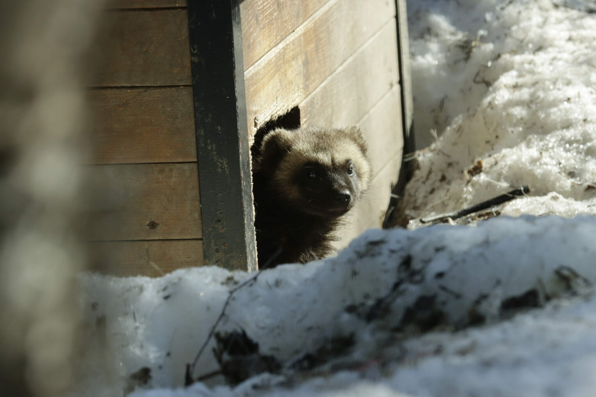 Litter of wolverine kits brings adorable triple threat to Alaska Zoo