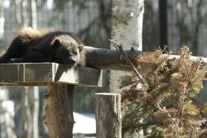 Litter of wolverine kits brings adorable triple threat to Alaska Zoo