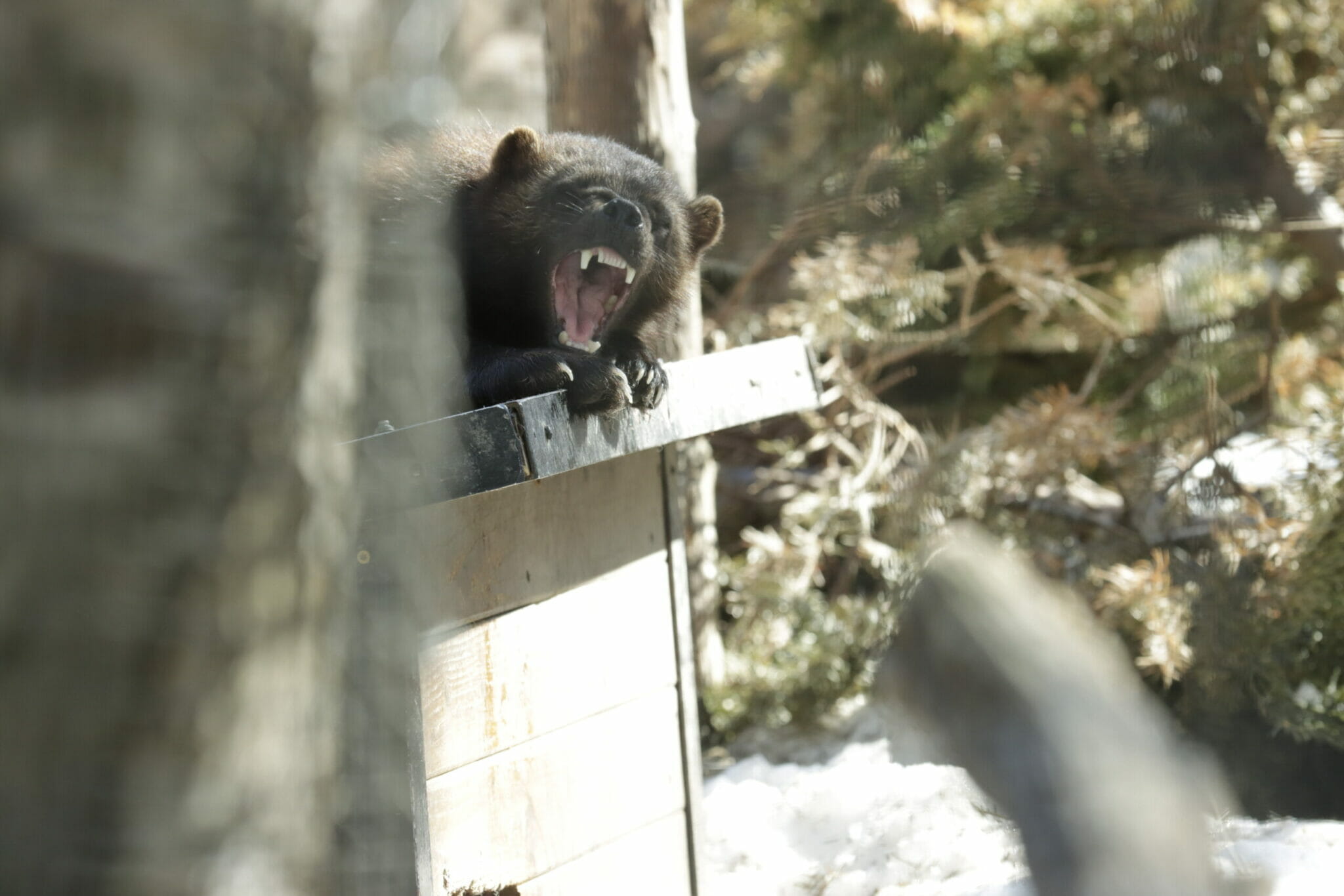 Litter of wolverine kits brings adorable triple threat to Alaska Zoo