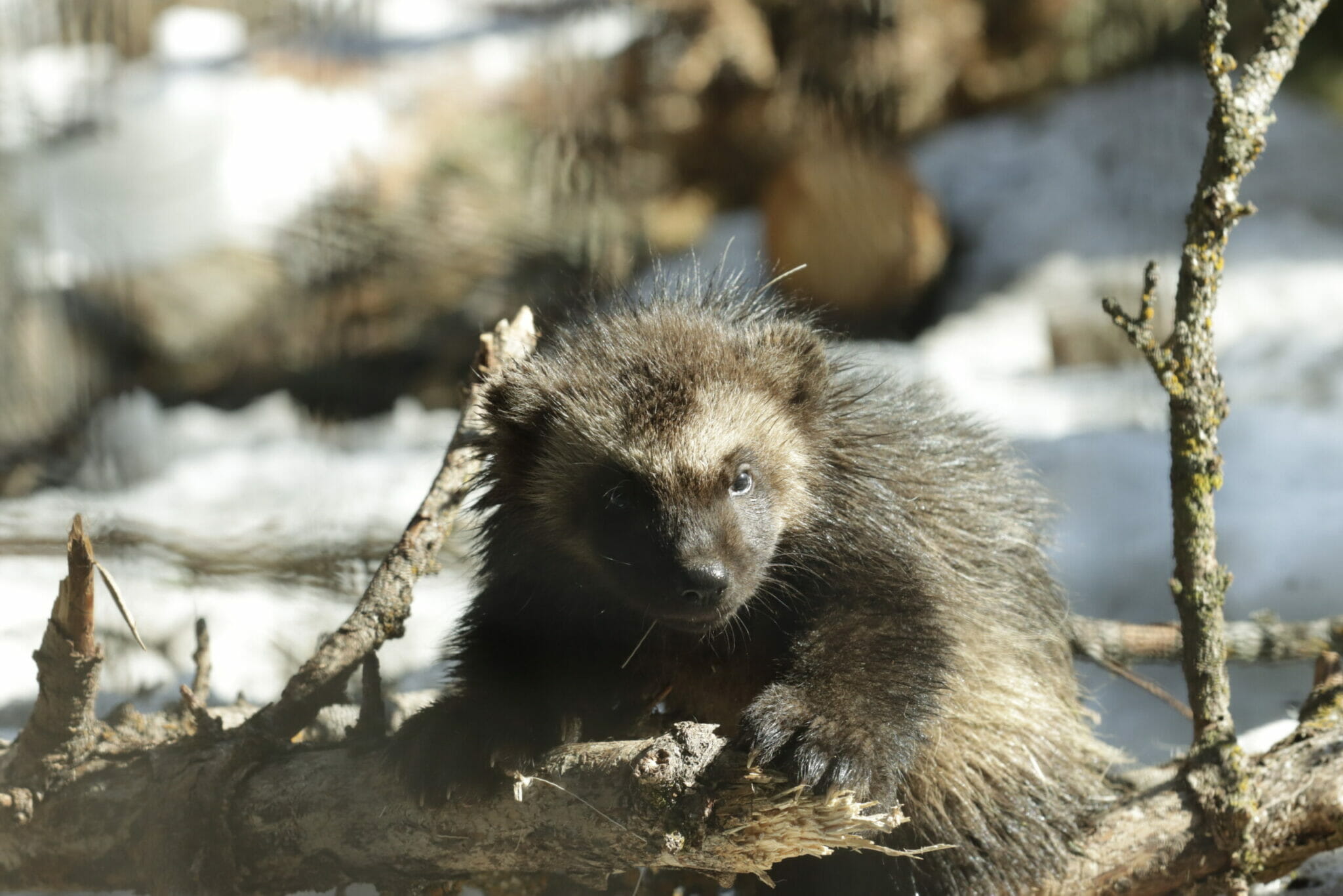 Litter of wolverine kits brings adorable triple threat to Alaska Zoo