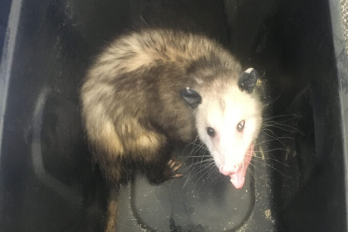 Homer's elusive possum, finally captured, will not be killed after all
