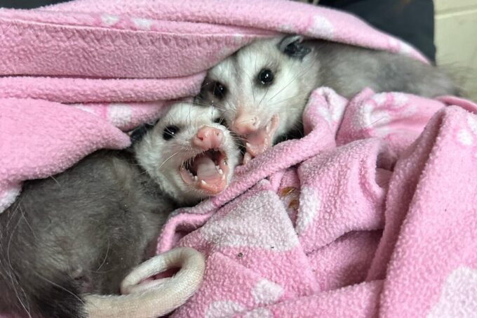 Biologists are still catching invasive baby possums in Homer