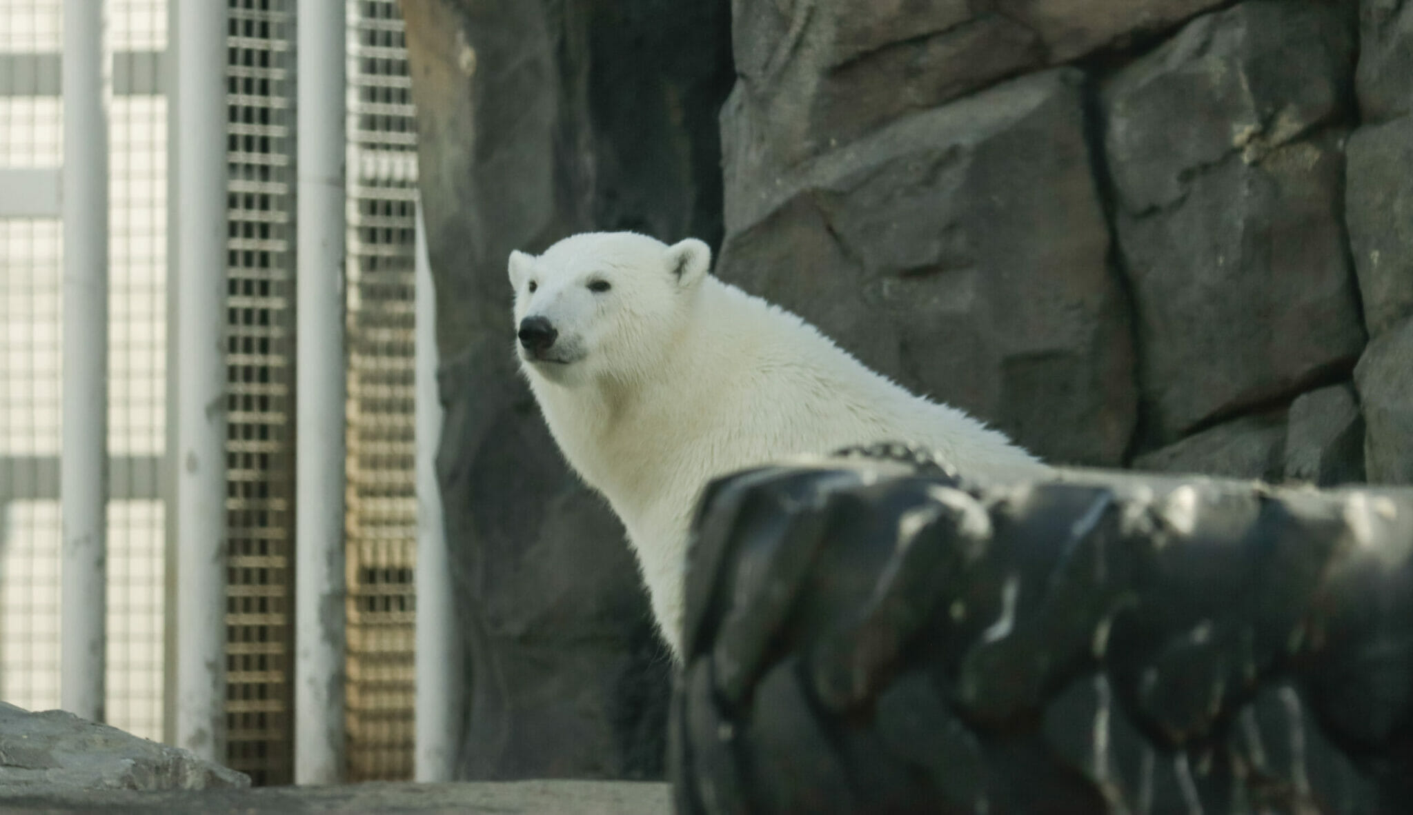 Alaska Zoo nears capacity for orphaned animals