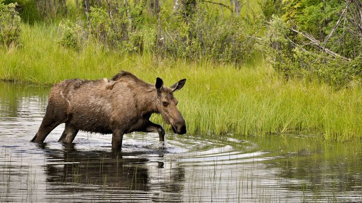 An aggressive moose in Teller had rabies. It's the state's first ...