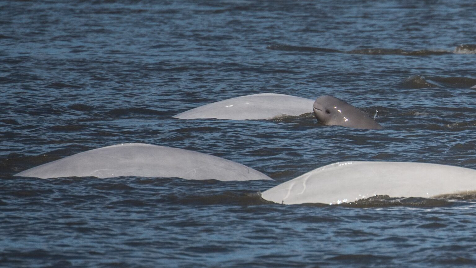 New estimate for Cook Inlet belugas shows hope for endangered population
