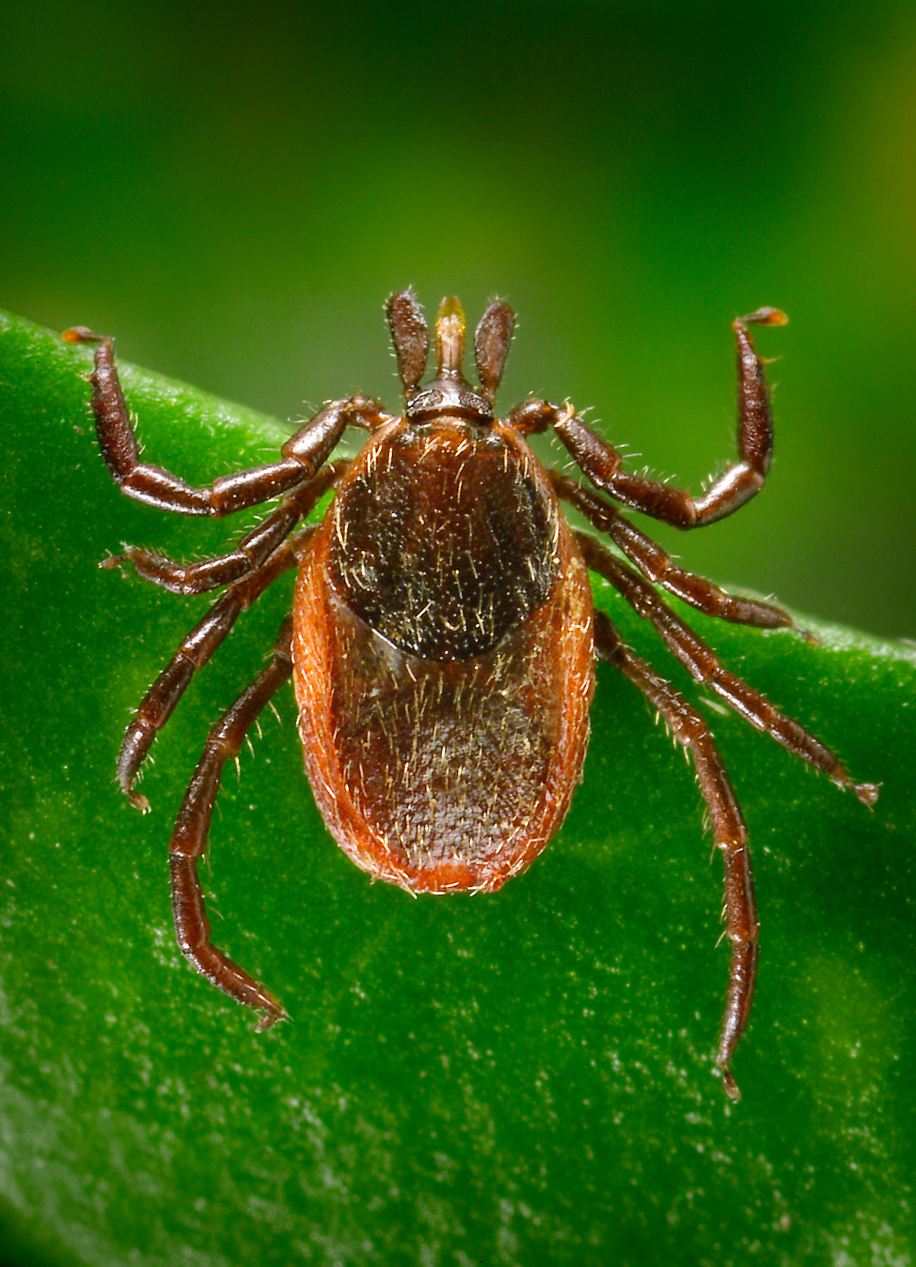 Tick surveillance shows mixture of new species now in Alaska