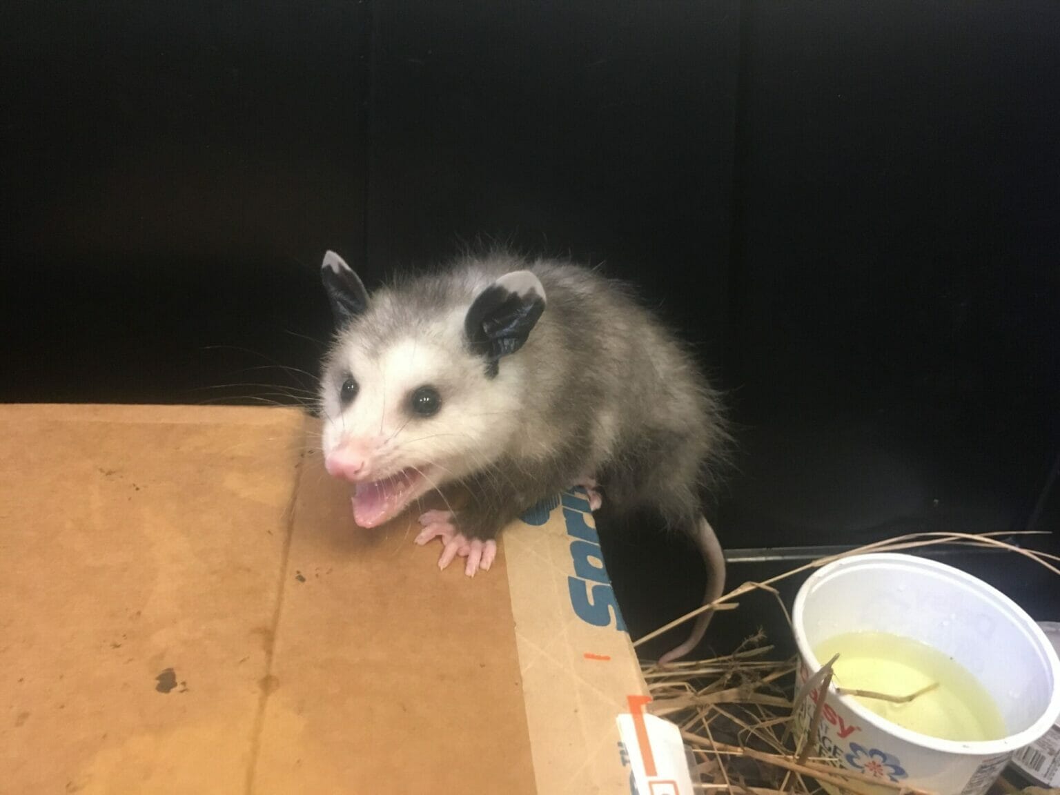 Grubby’s son captured as Homer faces growing opossum oproblem