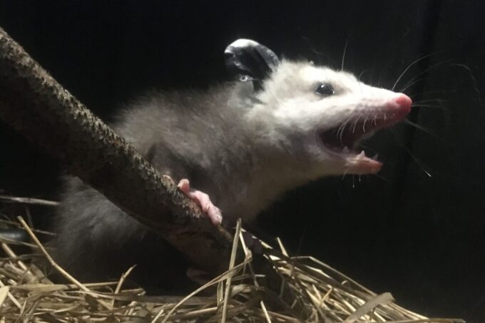 Alaska’s most wanted possum is settling into her new home at the Alaska Zoo