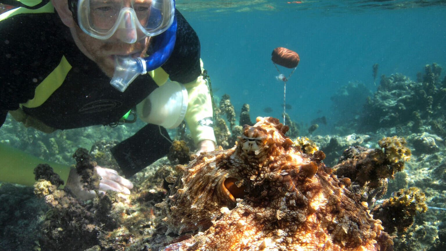 In new book, Alaska researcher dives into the mysterious lives of octopuses
