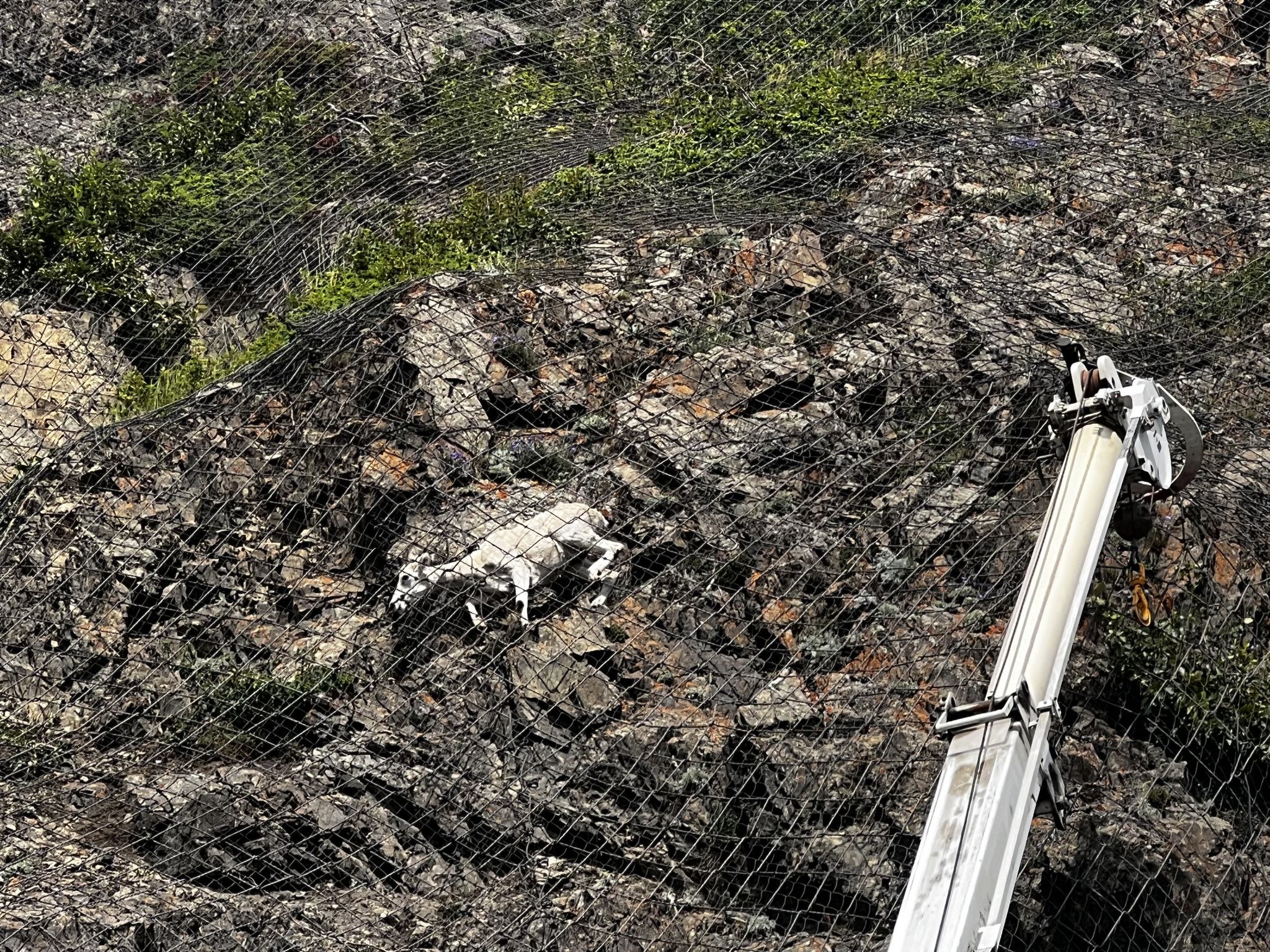 Roadside assistance? Alaska DOT helps sheep stuck along the Seward Highway