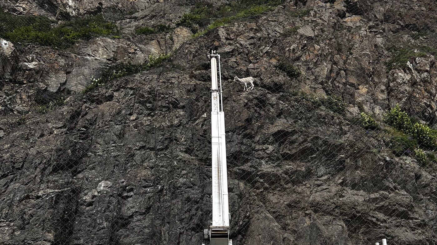 Roadside assistance? Alaska DOT helps sheep stuck along the Seward Highway