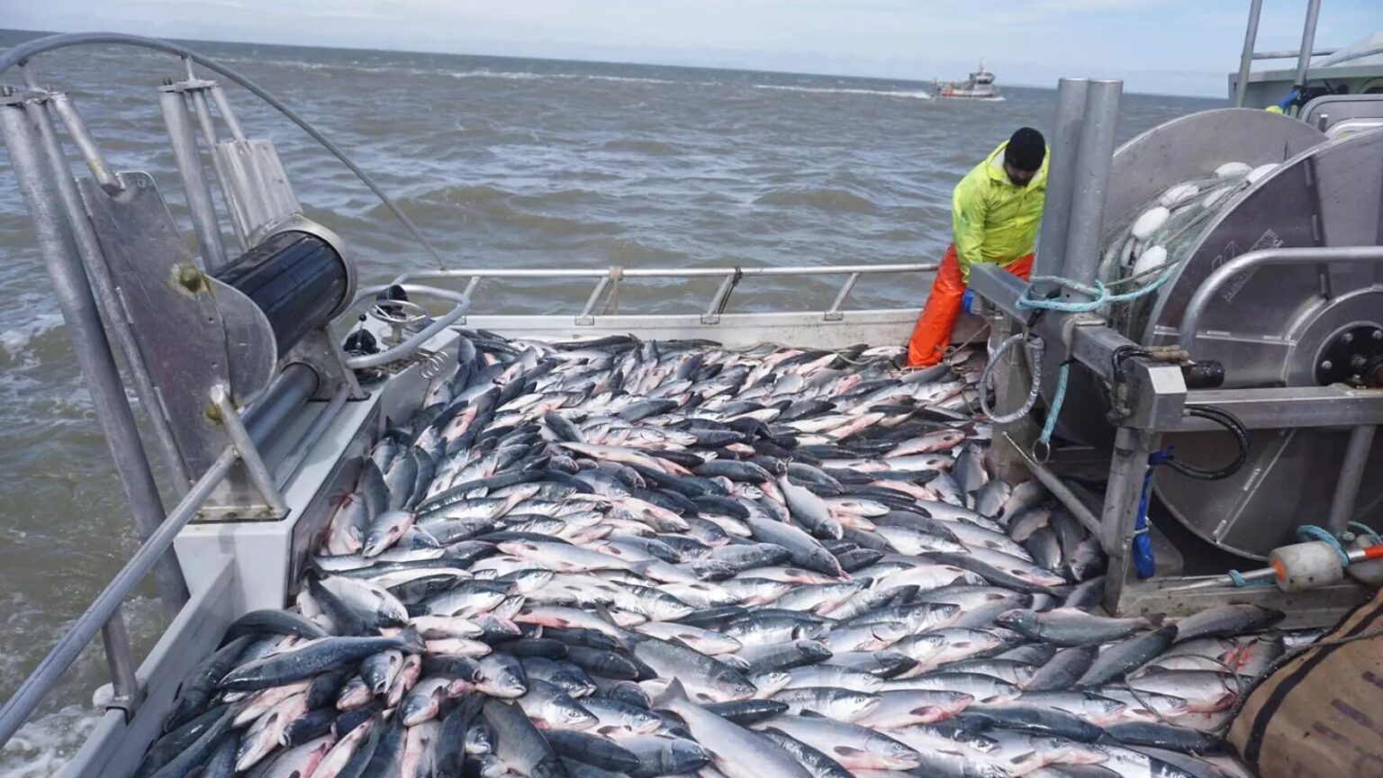 Why sockeye flourish and chinook fail in Alaska’s changing climate