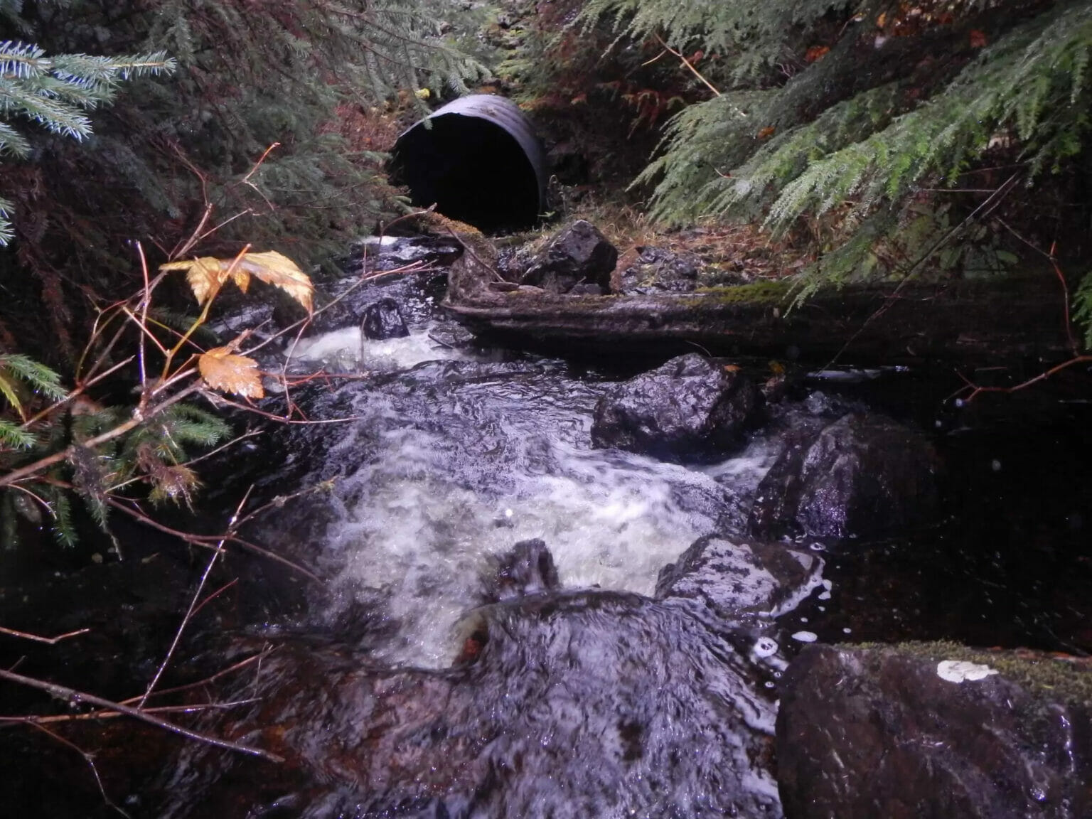 Forest Service identifies nearly 700 Tongass stream crossings that ...