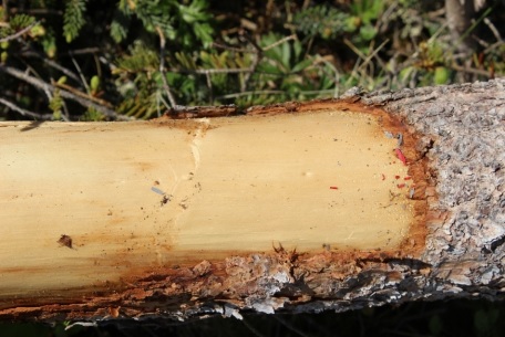 Bush pilot Jim Tweto’s plane struck tree before deadly crash near ...