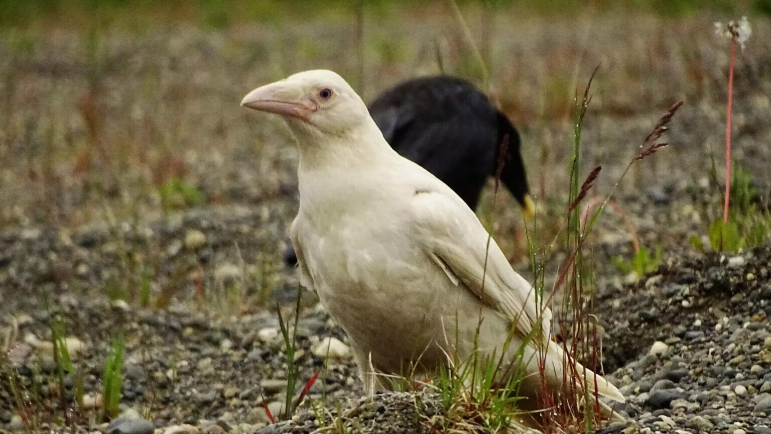A white raven has appeared on the Kenai Peninsula