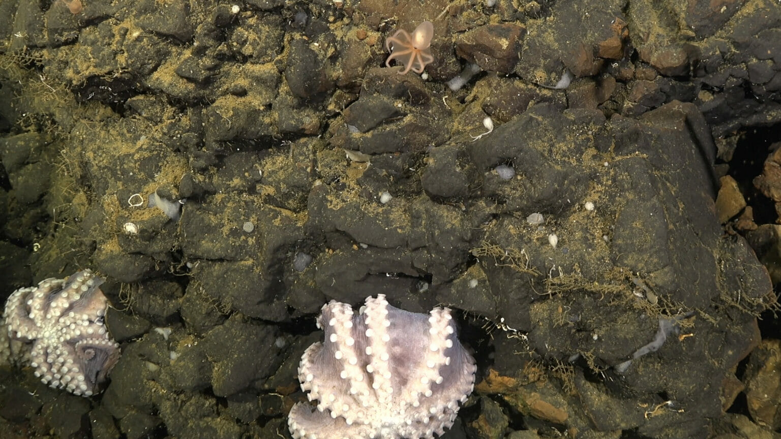 Researchers found a rare octopus nursery off the coast of Costa Rica