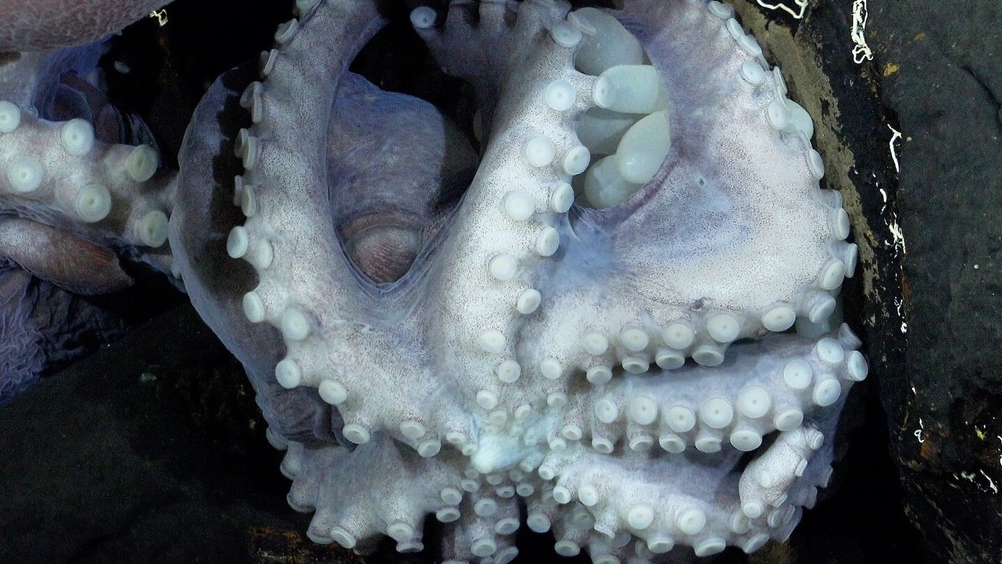 Researchers found a rare octopus nursery off the coast of Costa Rica