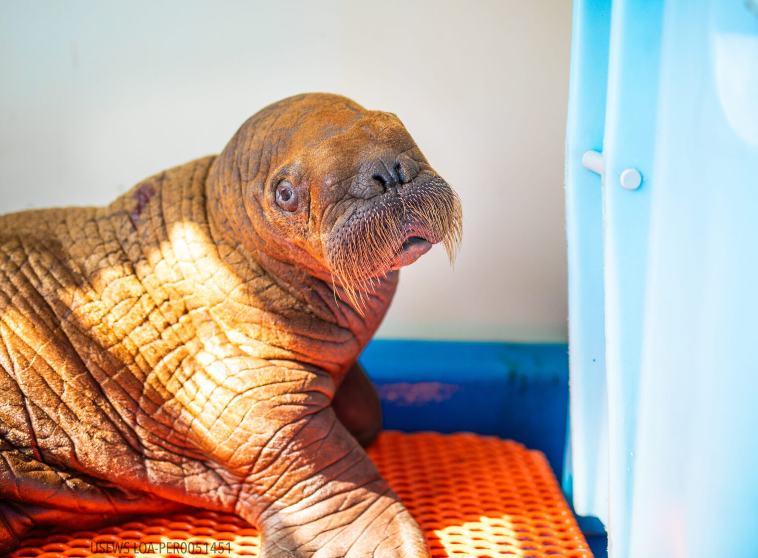 Baby walrus, rescued from Arctic tundra, gets 24-hour cuddle care at ...