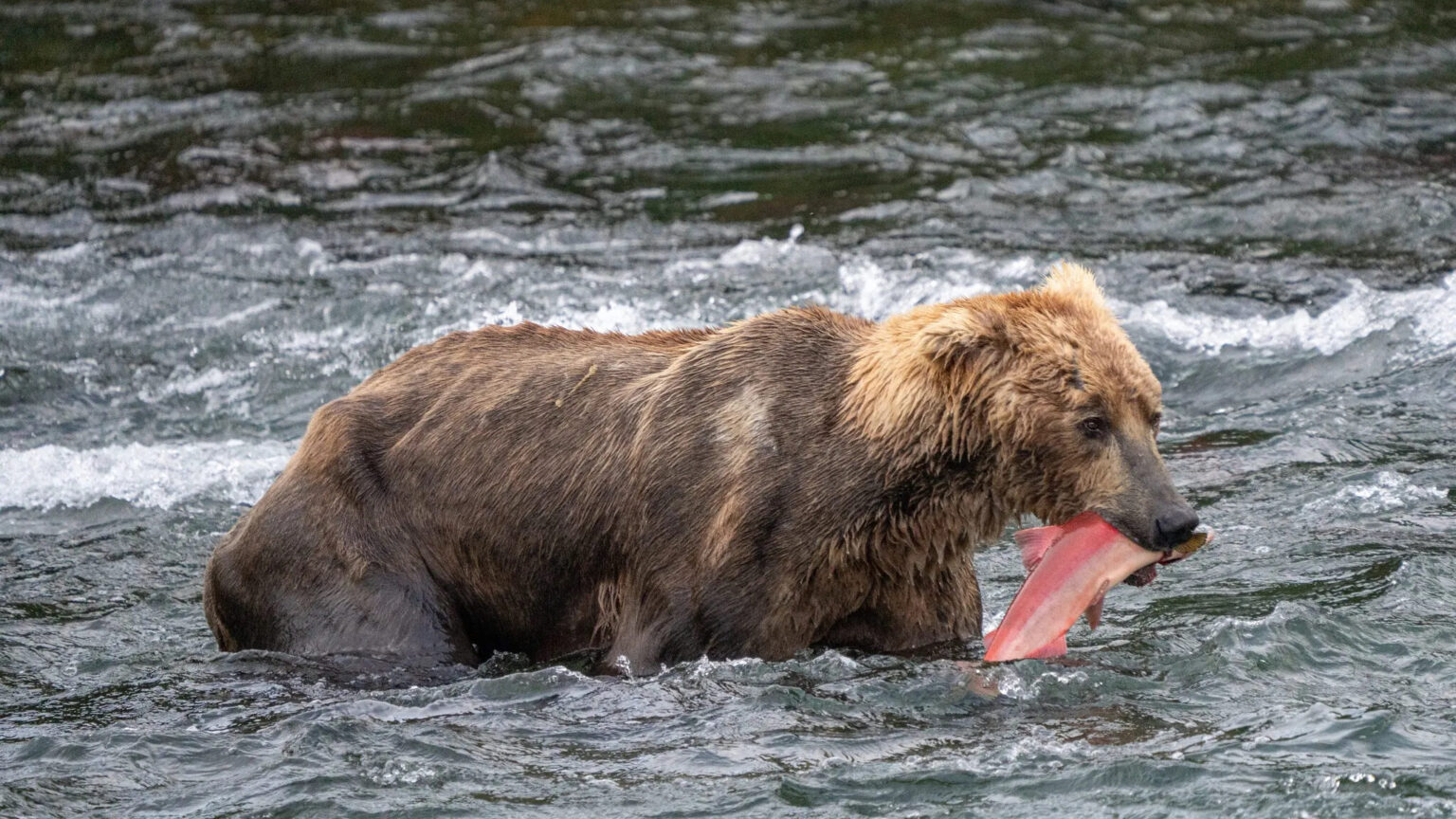 One of the oldest — and most beloved — bears at Katmai National Park finally returns to Brooks Falls