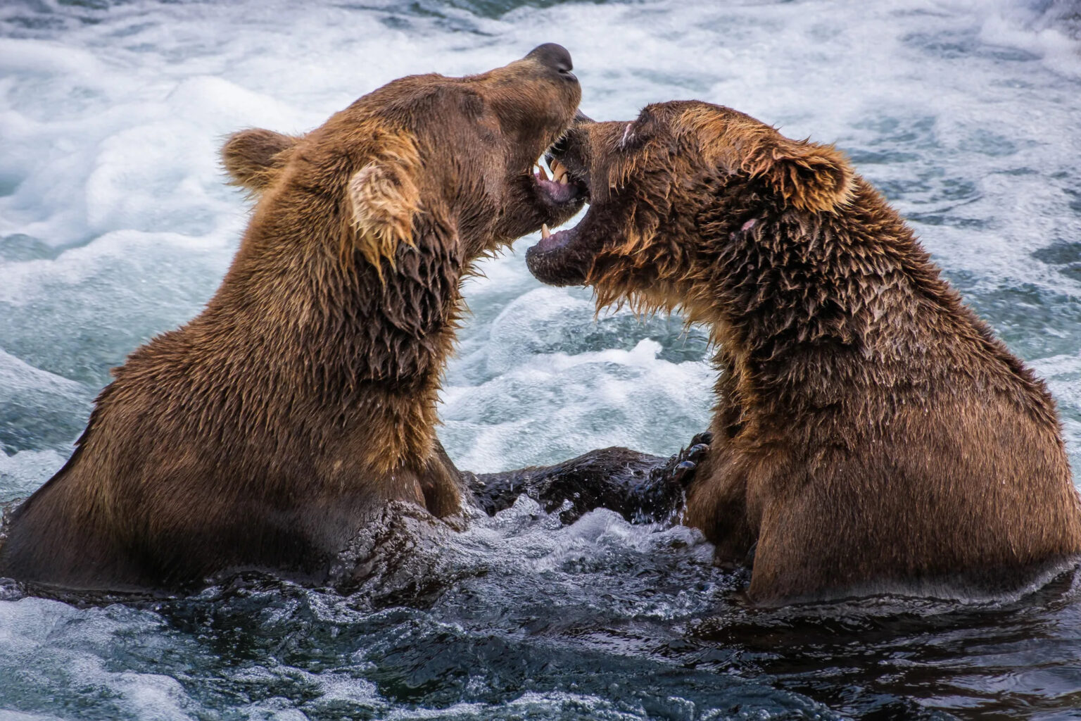 One of the oldest — and most beloved — bears at Katmai National Park ...