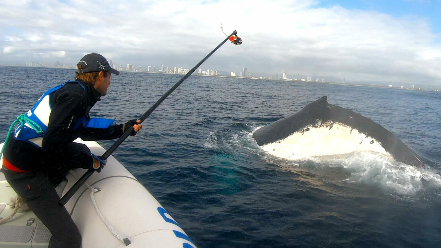 This video from a humpback 'whale spa' shows skin care is serious — and ...