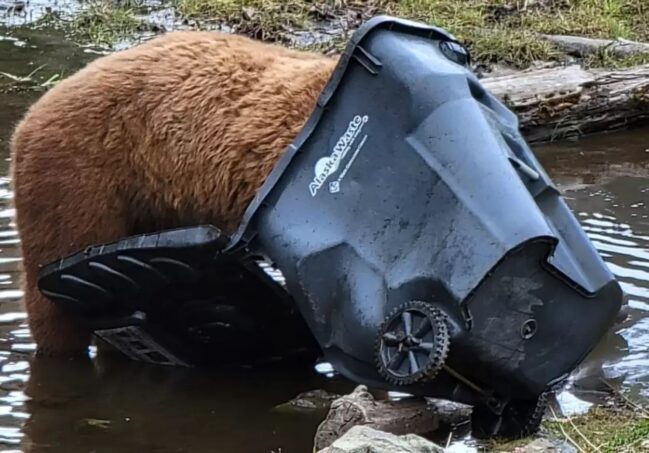 Hoonah gives residents bear-resistant trash cans, but most of Southeast ...
