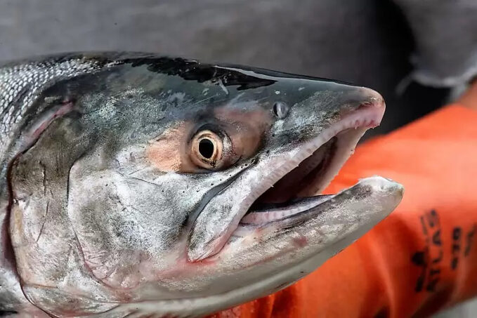 Southeast trollers could top one million cohos in extended season