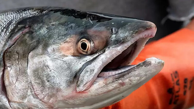 Southeast trollers could top one million cohos in extended season