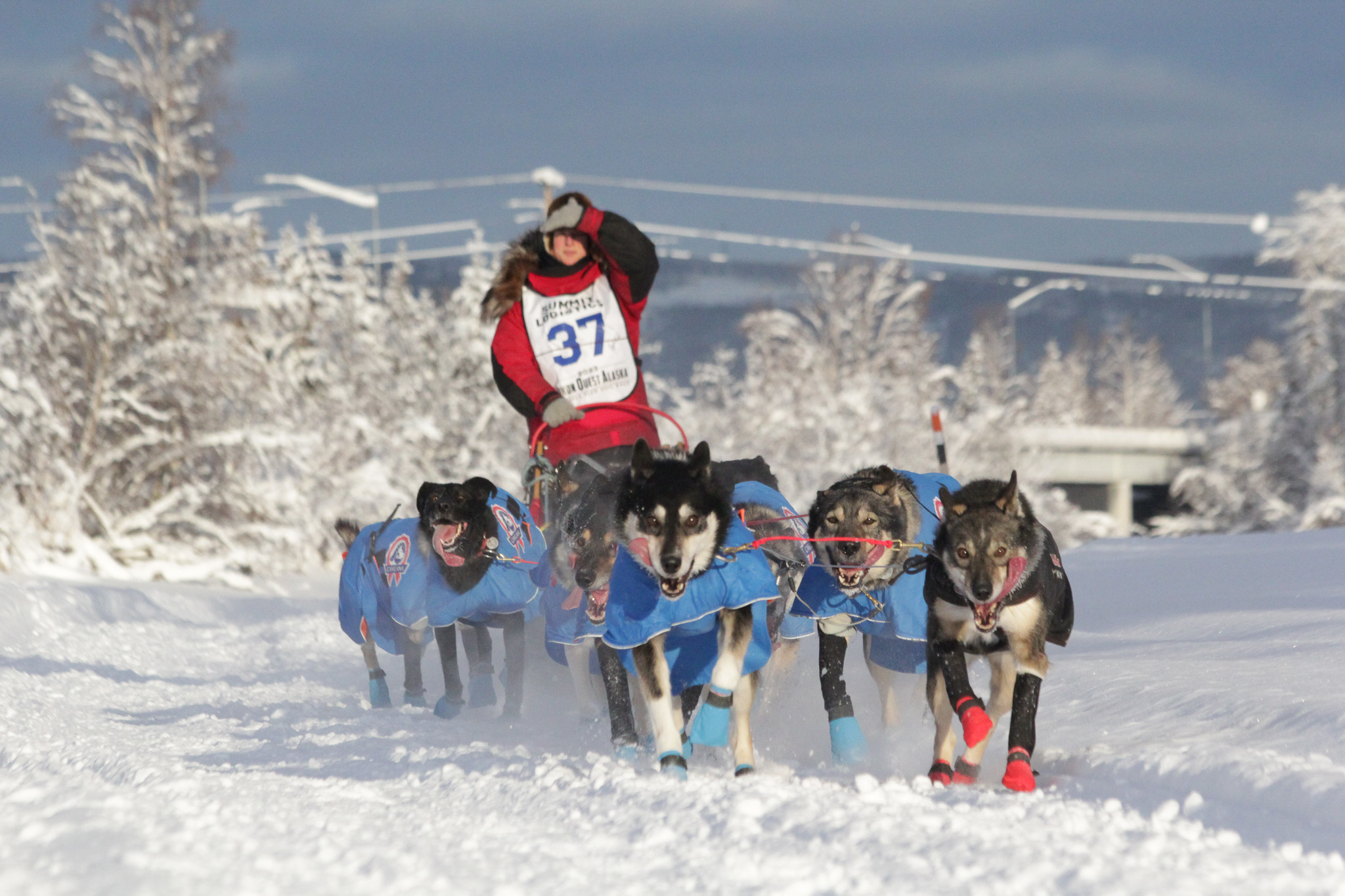 Yukon Quest Alaska to hold 300-mile sled dog race as rift with Canada continues