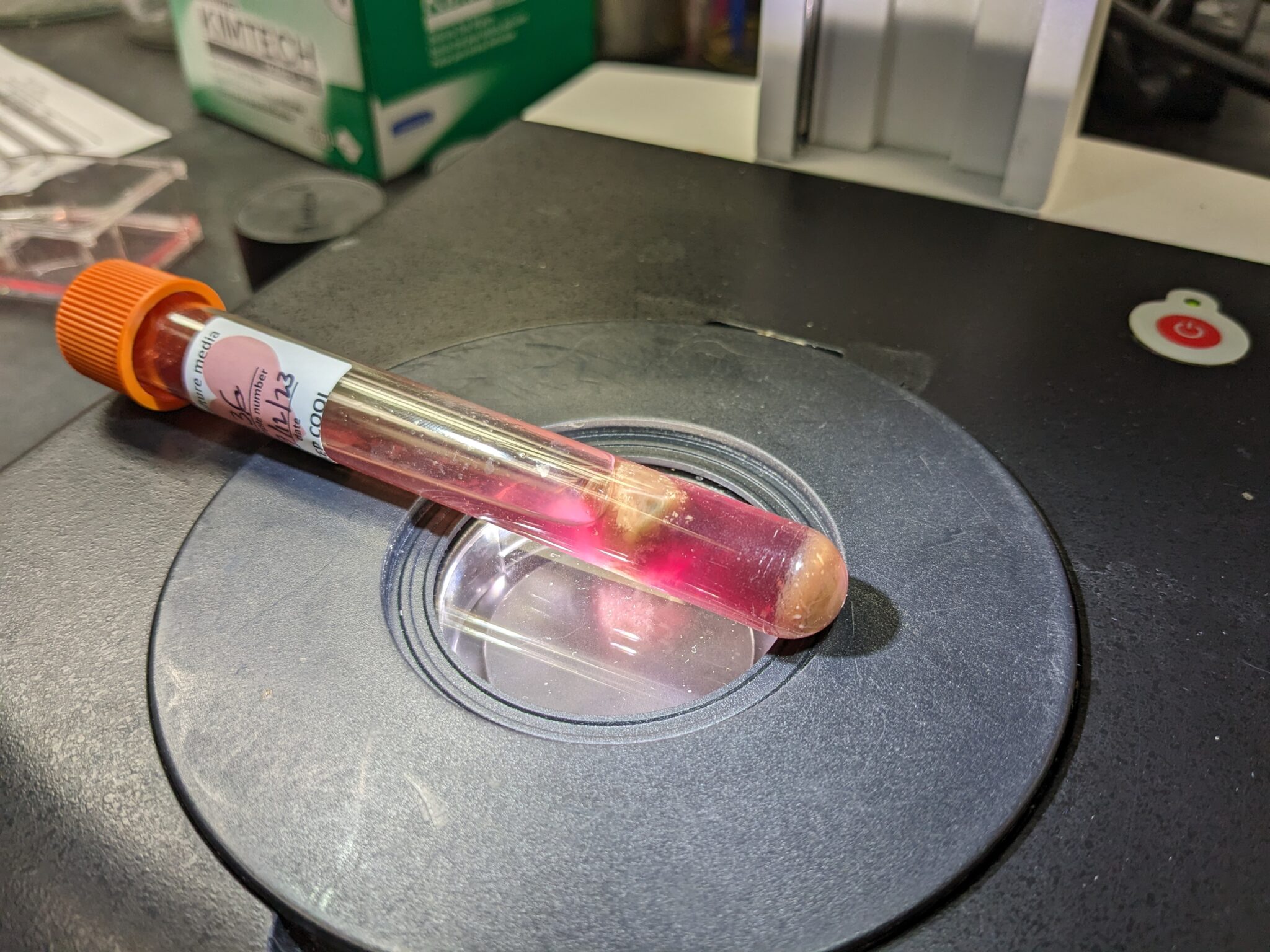 ‘Too hot’ for salmon: How climate change is contributing to the Yukon ...