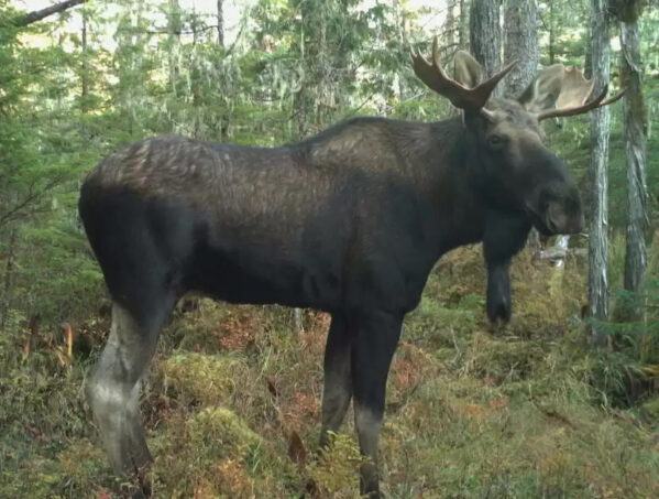 Hunters report record harvest for Central Southeast moose hunt