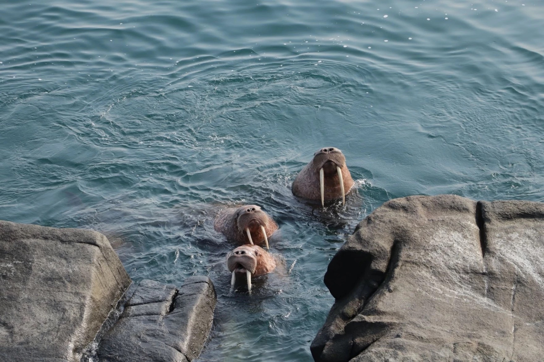Qayassiq’s walrus hunt, once banned, now carries traditions of sharing ...