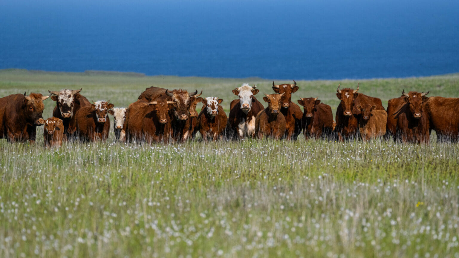 This remote Alaska island is home to hundreds of feral cattle. But ...